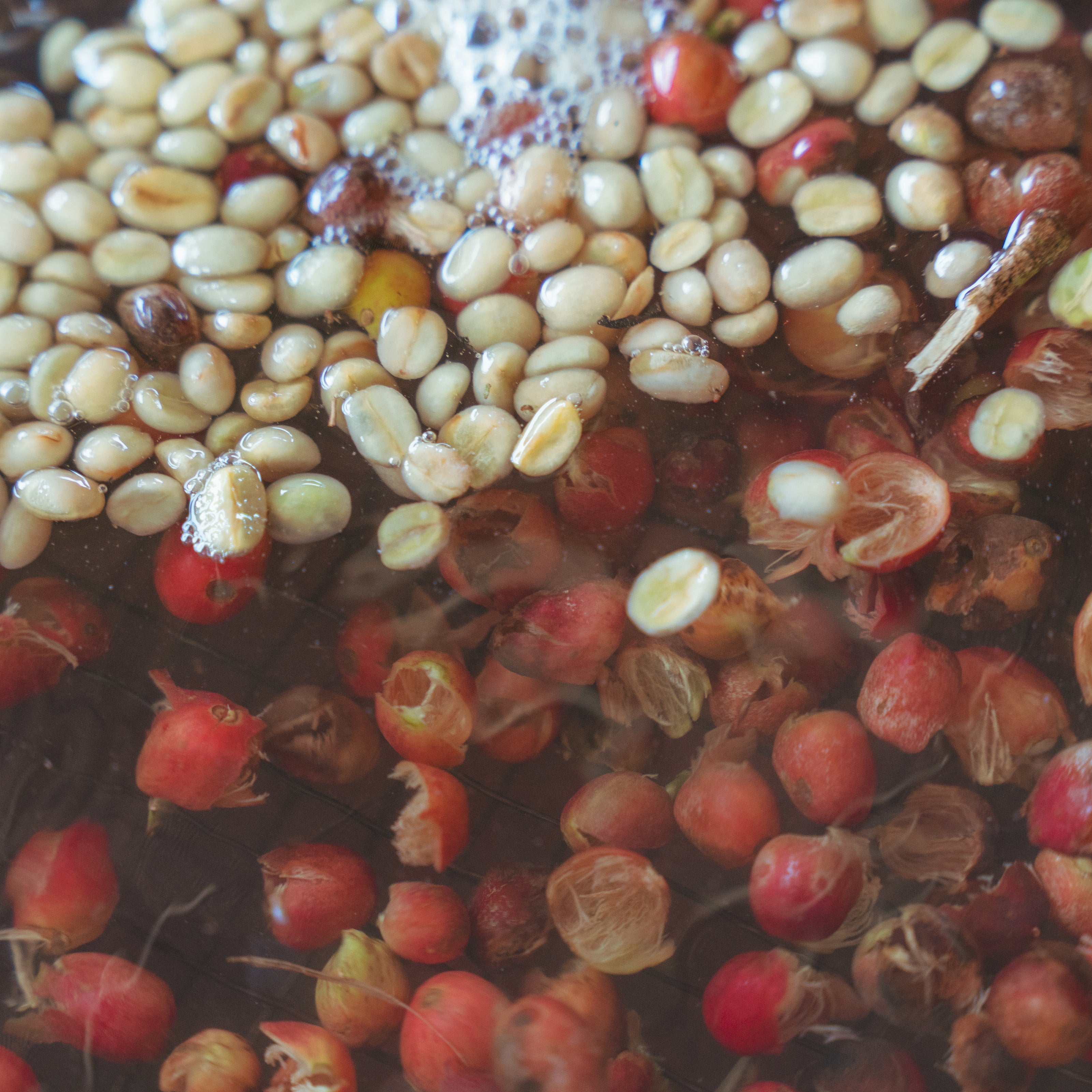 Kenya Kevote AB – FREAK COFFEE ROASTERS