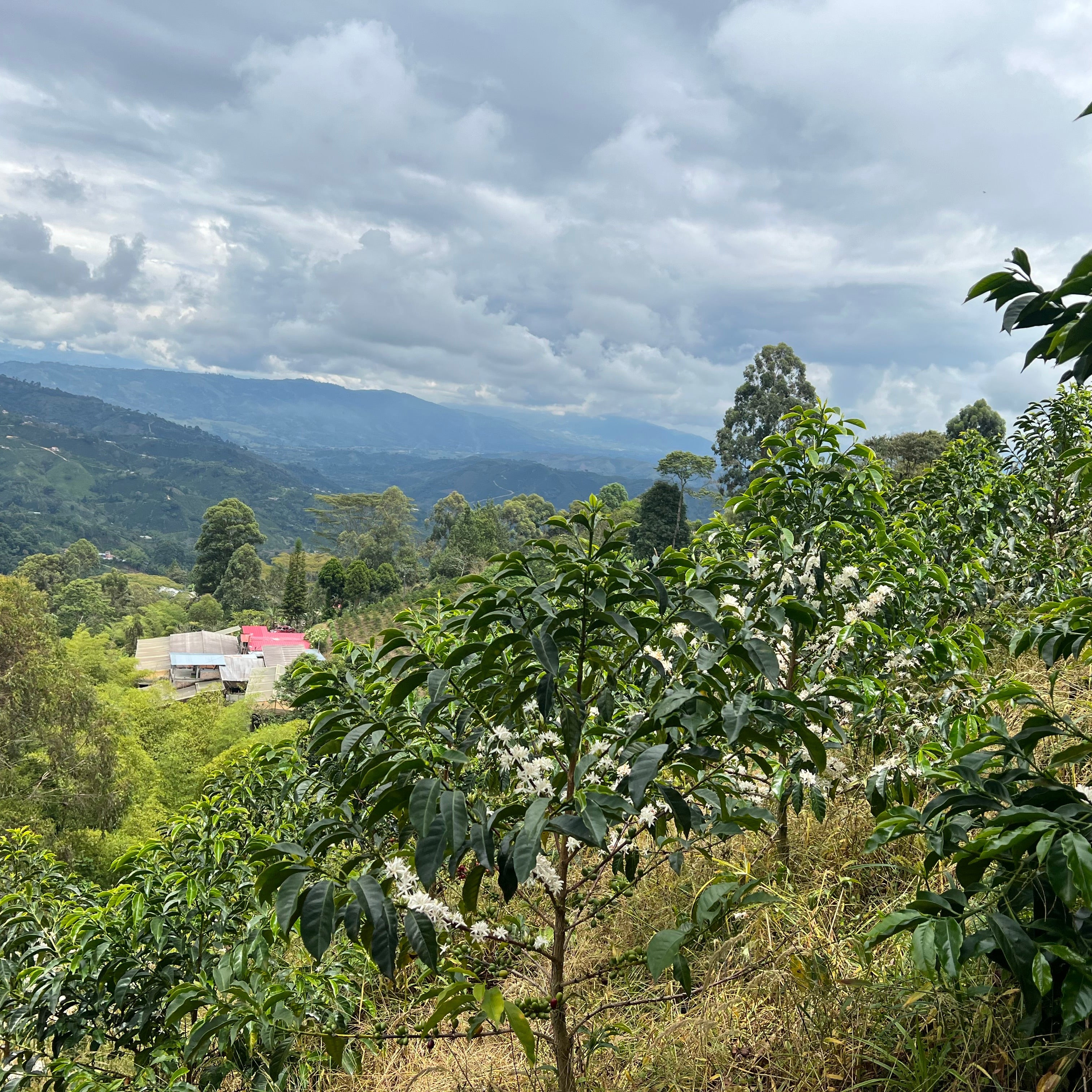 Colombia El Diviso Ombligon Natural – FREAK COFFEE ROASTERS